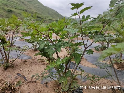 药农老丁带你揭秘野生当归看完后你还会说手中的当归是野生的吗 知乎