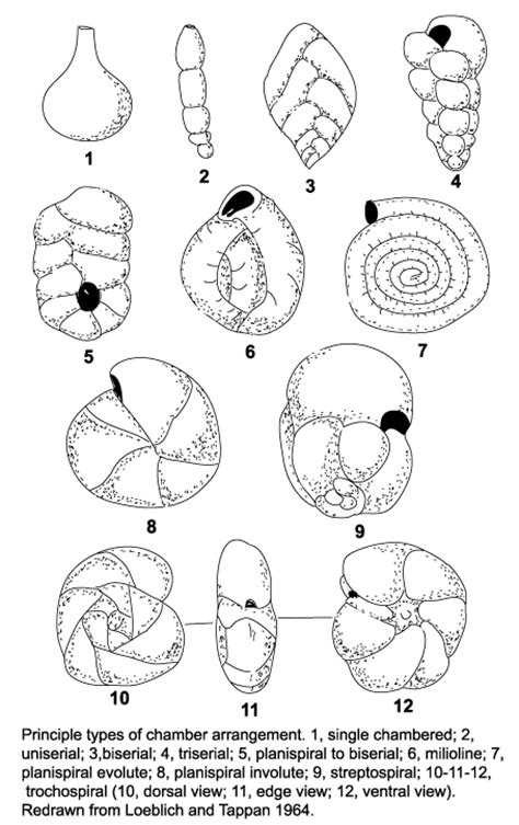 Foraminifera Diagram