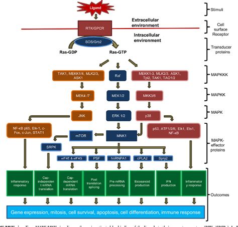 Figure 1 From Role Of Mapkmnk1 Signaling In Virus Replication Semantic Scholar