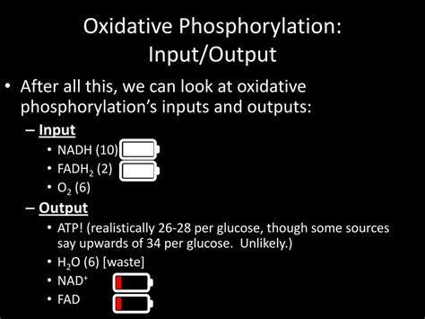 Oxidative Phosphorylation Input And Output