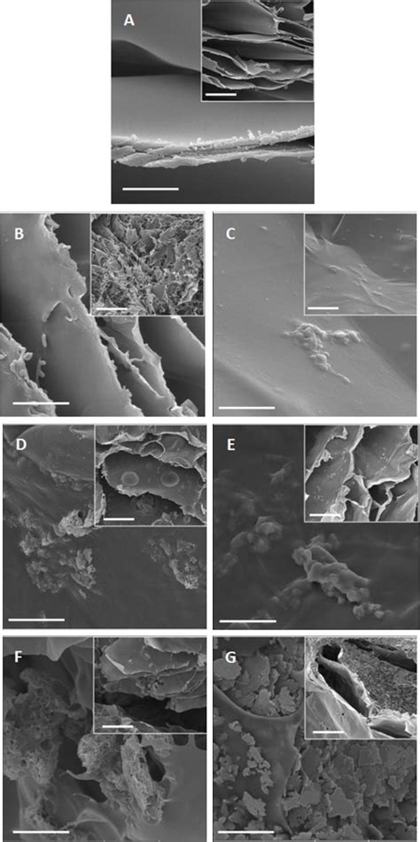 Figure 1 From Preparation Of Bioactive Composite Material For Bone