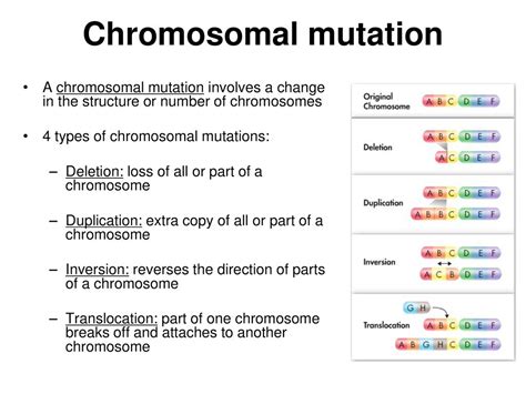Chromosomal Mutations Translocation