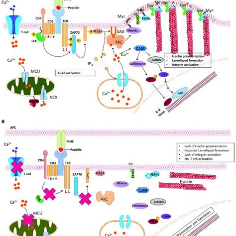 Myristoylation Dependent Regulation Of Human Immunodeficiency Virus Download Scientific