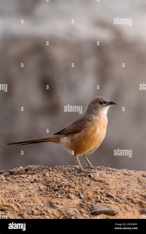 Fulvous Babbler Fulvous Chatterer Argya Fulva Turdoides Fulva