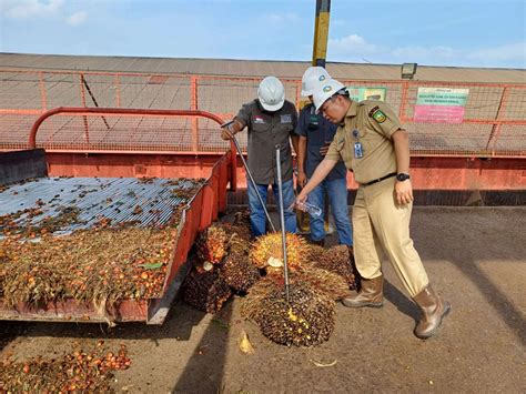 RRI Co Id Harga Kelapa Sawit Petani Mitra Swadaya Di Riau Naik