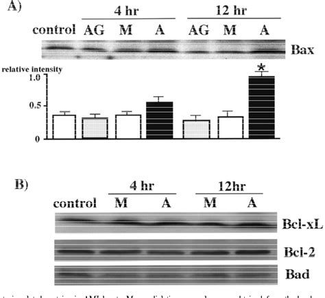 Figure 5 From Activation Of Jak Stat Pathway Transduces Cytoprotective