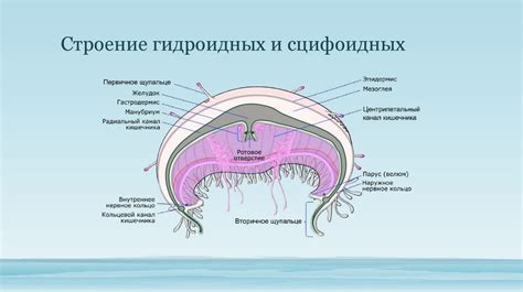 Медузы Стадии жизненного цикла Online Presentation