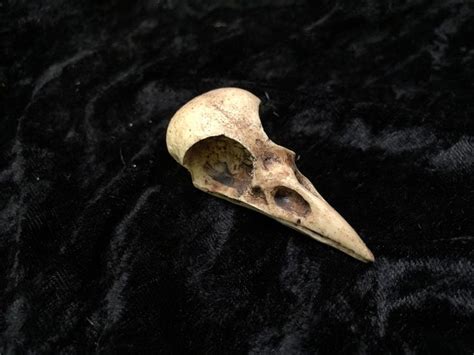 Magpie Skull Etsy Real Skull Raven Skull Skull
