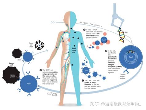 政策点名支持！免疫细胞疗法正成为攻克恶性肿瘤的利器！ 知乎