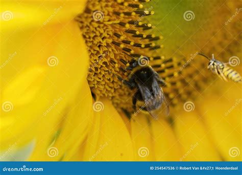 Bee Attacking Humblebee At Amsterdam The Netherlands 20 7 2022 Stock