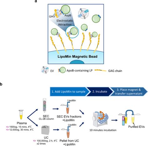 Improving The Purity Of Extracellular Vesicles By Removal Of Lipoproteins From Size Exclusion
