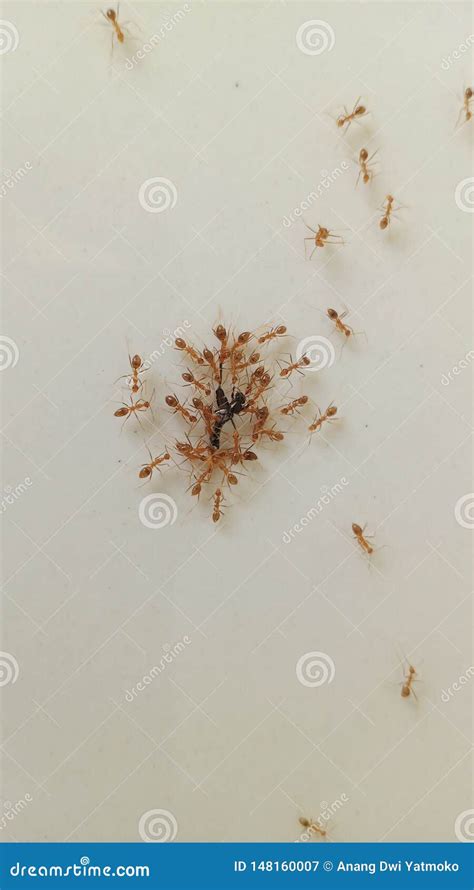 A Collection Of Red Ants Swarming Around Dead Insects Stock Image