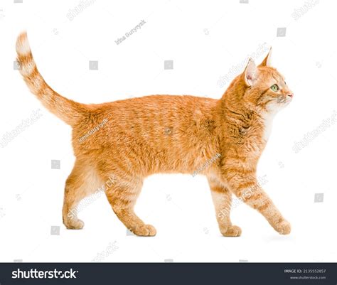 Cat Standing Side View