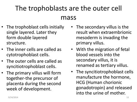 1st And 2nd Weeks Of Development Pptx
