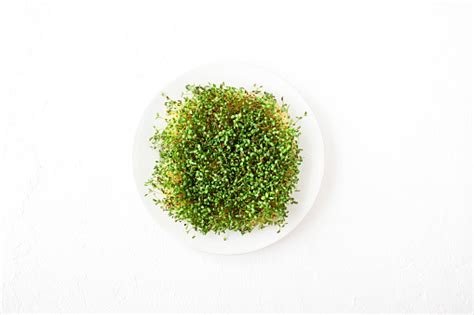 흰색 콘크리트 배경 평면 누워 접시에 원시 마이크로 그린 알팔파 콩나물 0명에 대한 스톡 사진 및 기타 이미지 0명 개념
