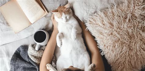 Comprehensive Guide On How To Take Care Of A Cat Puainta®