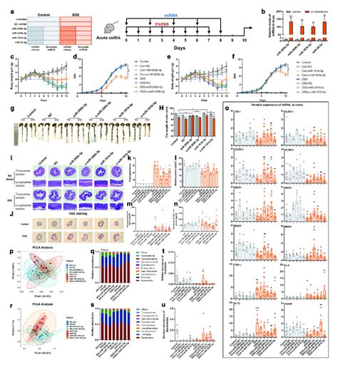 Mir 200b 3p And Mir 181b 5p Transplantation Restore Dss Induced