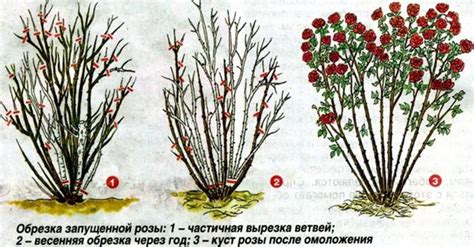Пролетна резитба на рози | Български Фермер