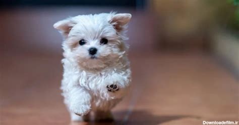 عکس یه سگ خوشگل