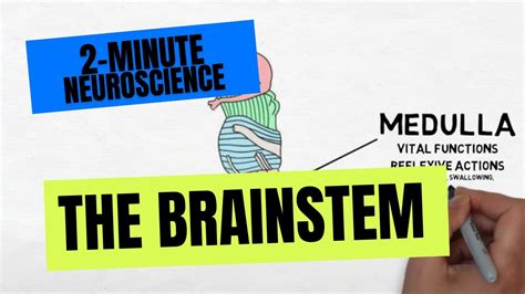 2 Minute Neuroscience The Brainstem Youtube