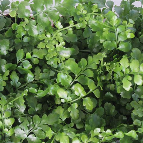 Asplenium Parvati Fern Indoor House Plant Online Indoor Plants