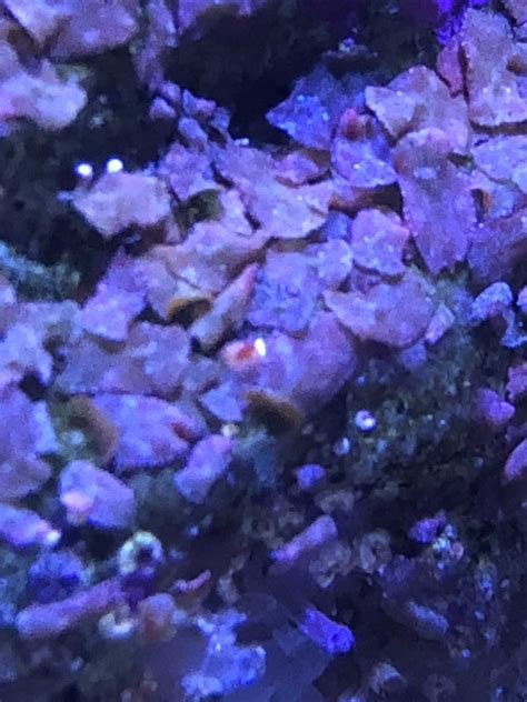 Flatworm Crisis Reef2reef