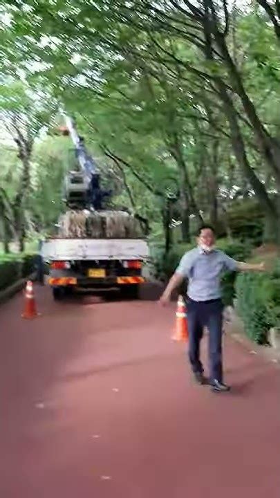 고사목 전지 Youtube