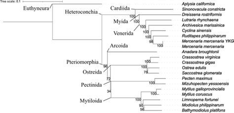 Phylogenetic Tree Of Mollusca Species Tree Of Mollusca Species