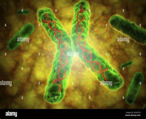 Conceptual Image Of A Telomere A Telomere Is A Region Of The Dna Sequence At The End Of A