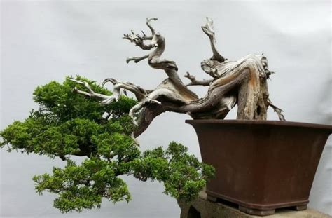 盆栽真柏盆景肥水管理做好几点枝短叶密简单好学