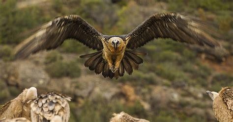 Maiores Aves De Rapina Do Mundo Mundo Ecologia