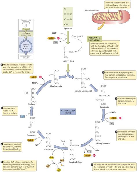 Best Biochemistry Images On Pinterest Biochemistry Paths And Pathways
