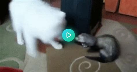 Never Troll A Weasel  On Imgur