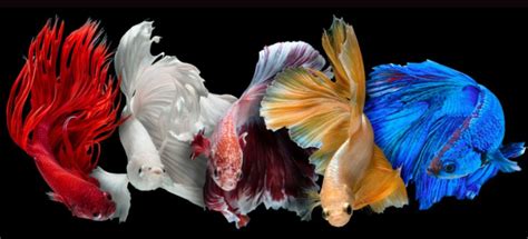 Female Betta Fish A Guide To Their Care Behavior And More Disrupt