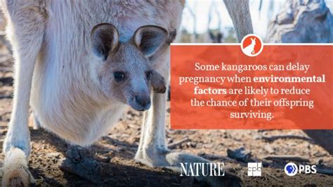Kangaroo Fact Sheet Blog Nature PBS