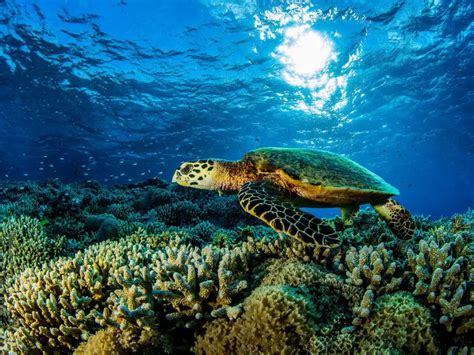 Are Coral Reefs Dying Why Are Coral Reefs Dying Sciquest
