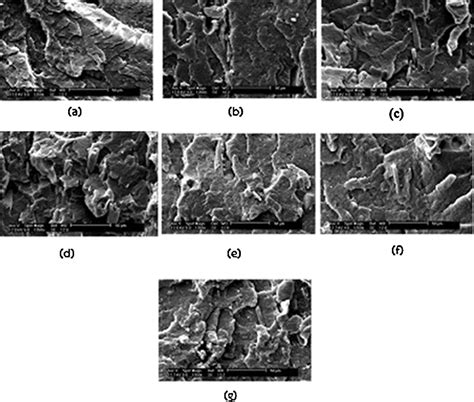 Morphological Properties Of A Neat Pp B Ppcellulose 5 Wt C