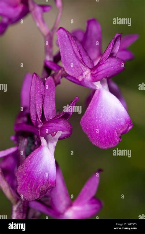 Loose Flowered Orchid Orchis Laxiflora Wetland Saprophytic Species