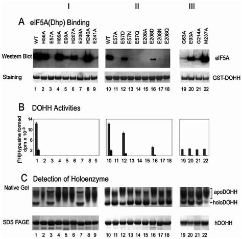Comparison Of Substrate Binding A Activities B And Holoenzyme