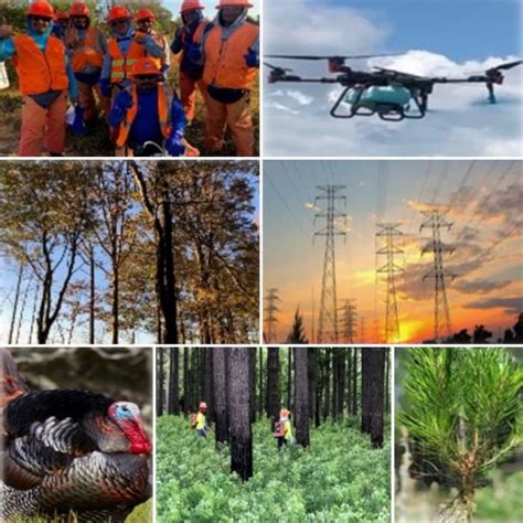 Vegetationmanagement Forestry Wildlifemanagement Row