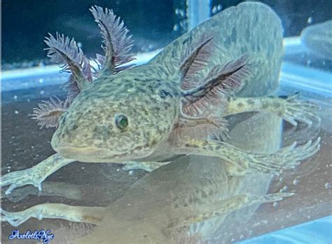 GFP Wild Type Axolotl Axolotls NYC