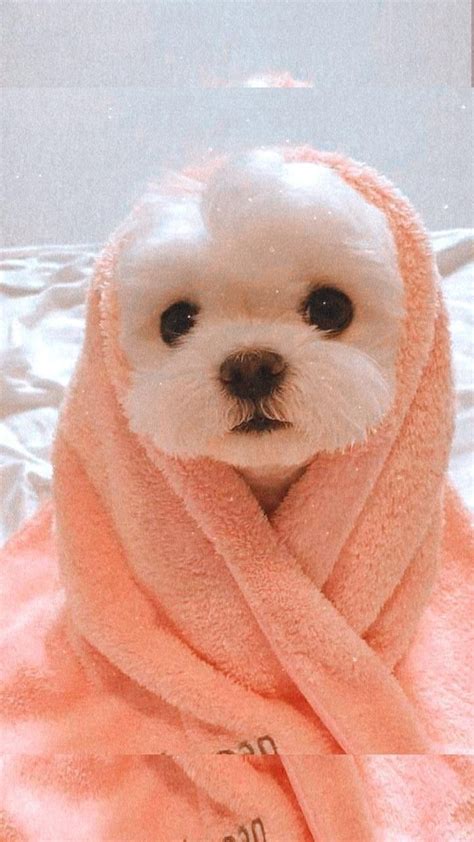 Pin De Patti Mortensen En Gallery Of Cuteness Mascotas Bonitas