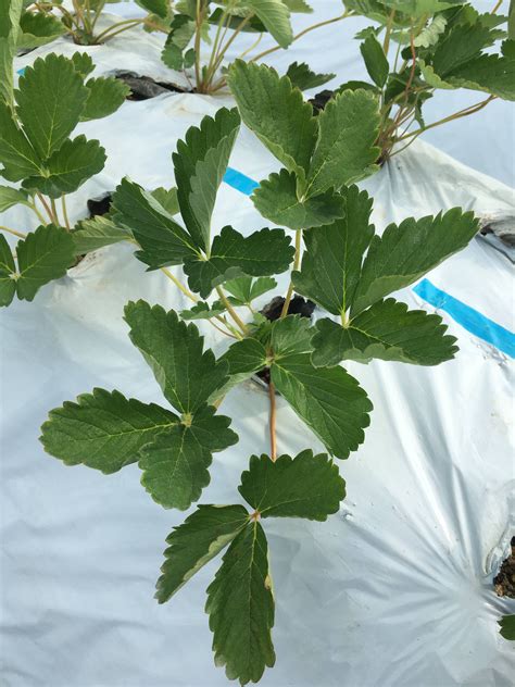 いちごの新品種『すず』の植え付けが終わりました！｜食べチョク｜産地直送産直お取り寄せ通販 農家・漁師から旬の食材を直送