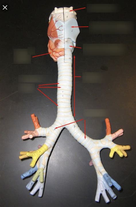 Bronchial Tree Fig 1 Diagram Quizlet Bronchial Tree Fig 1 Diagram Quizlet
