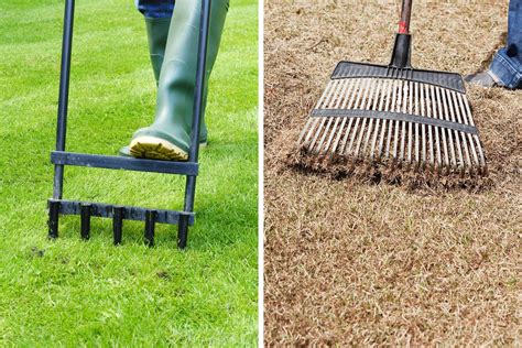 Dethatching Vs Aerating Treeier