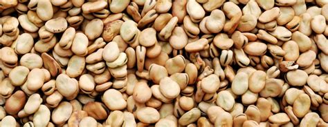 Faba Beans