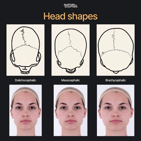 Cephalic Index What Is It R Phenotypes
