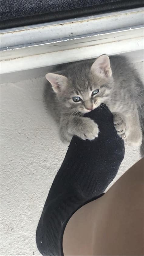 He Loves To Chomp Rcute