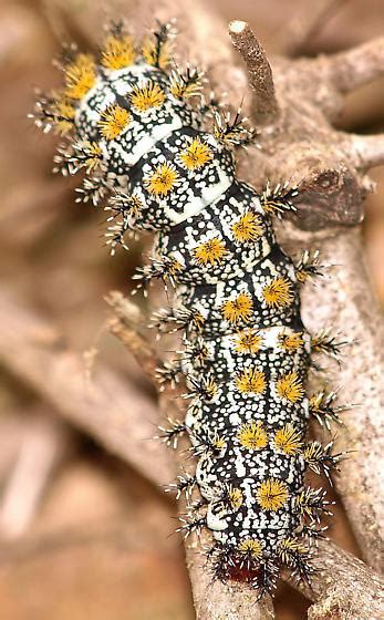 Is This A Buck Moth Caterpillar View 2 Hemileuca Bugguidenet