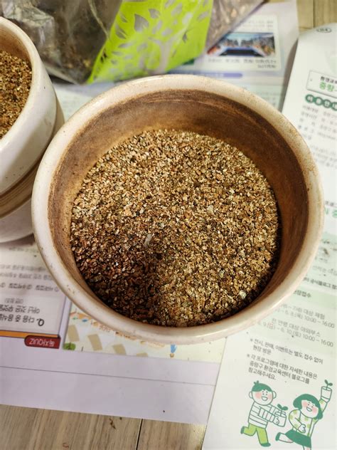 라일락 꽃말 봄에 피는 꽃나무 삽목 시기 삽목 방법 삽목 후 관리와 방법까지 완벽 정리 꿀 팁